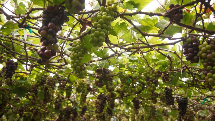 BASF Maroc - Division Agricultural Solutions