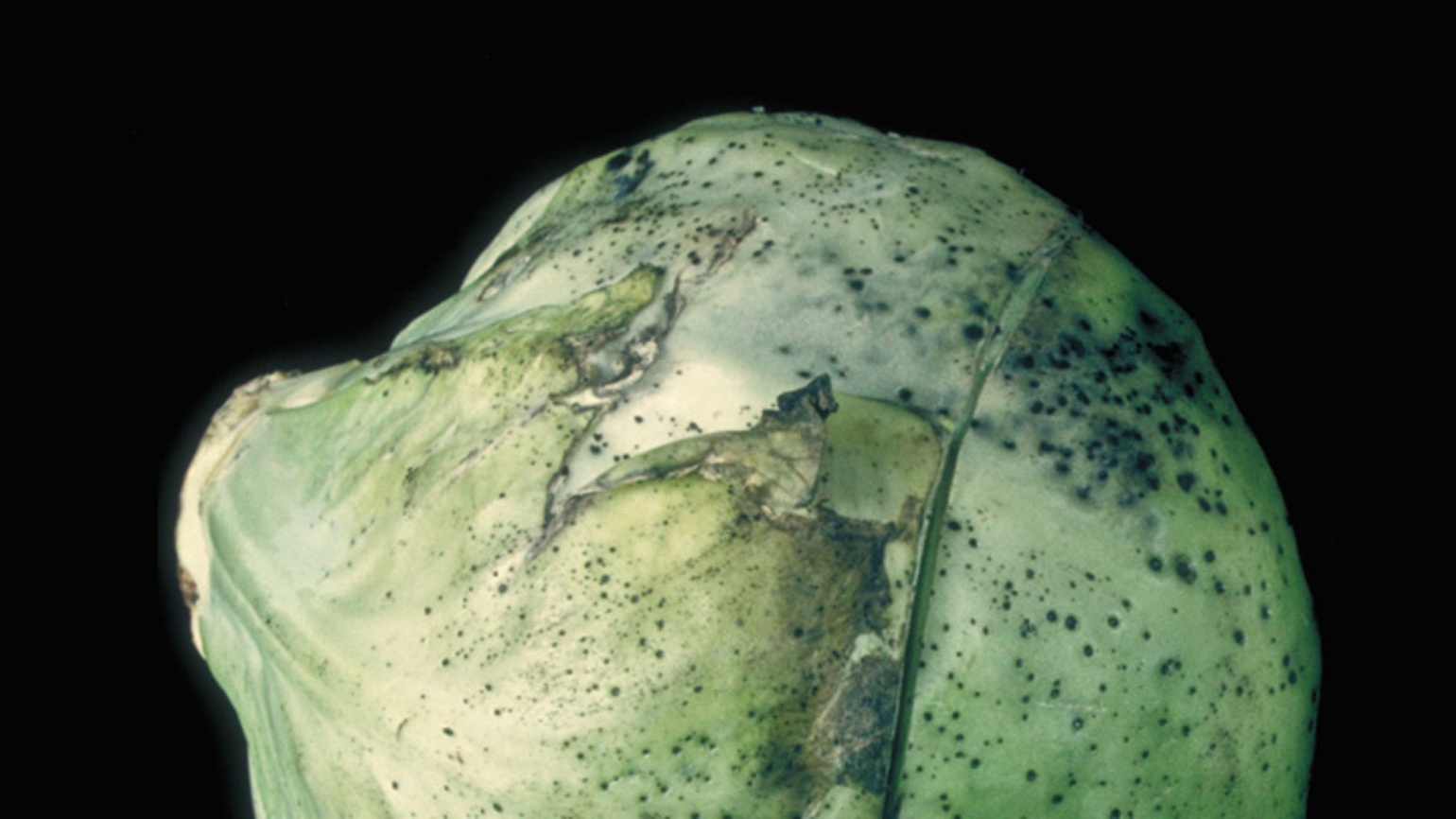 Alternaria - Agricultural Solutions