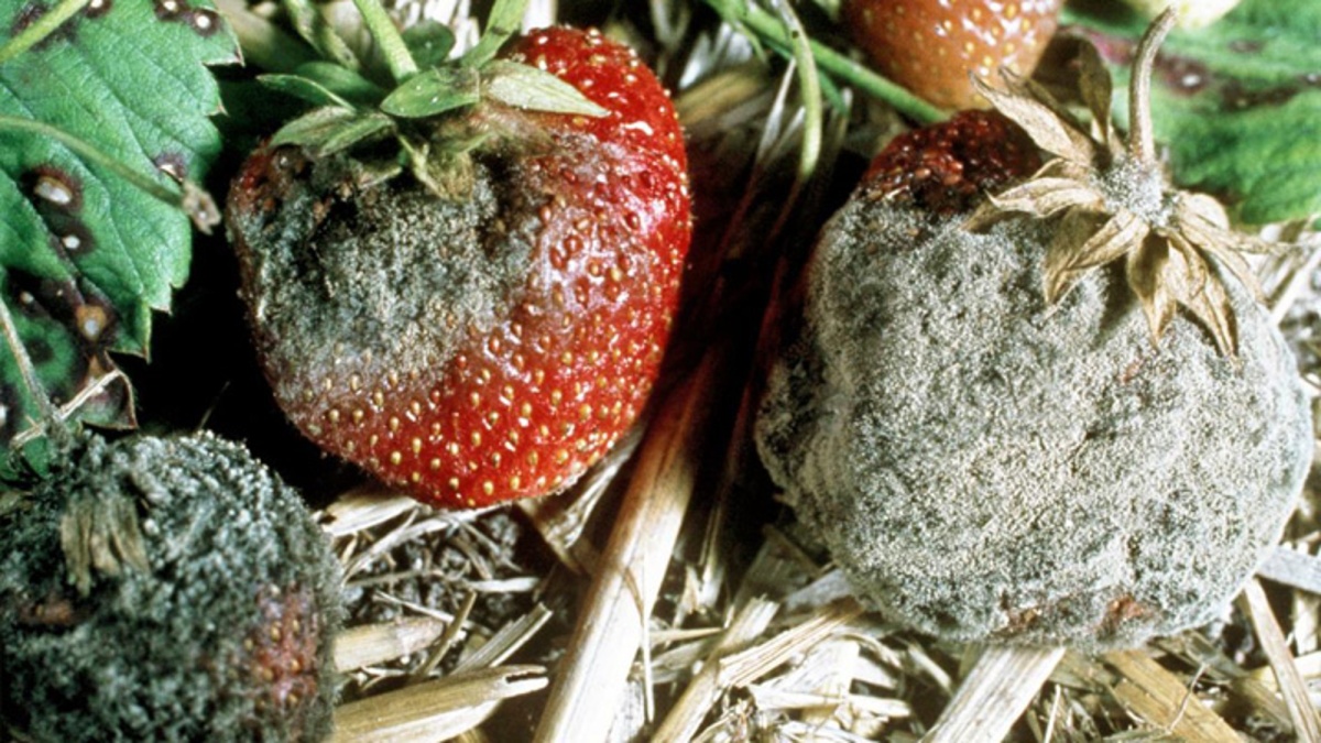 Botrytis cinerea - Agricultural Solutions