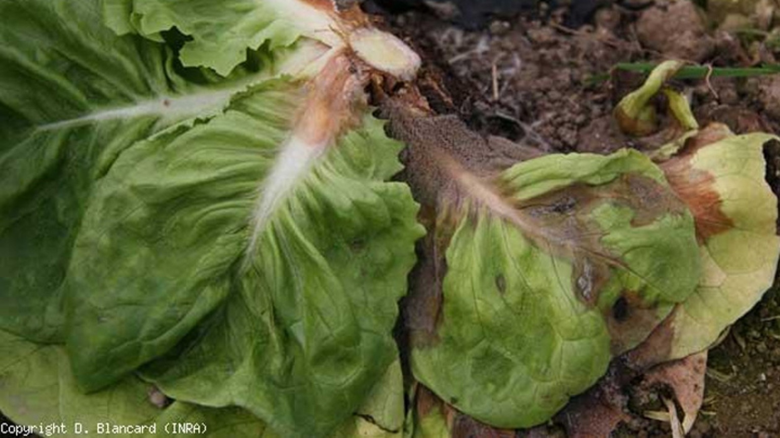 Botrytis cinerea - Agricultural Solutions