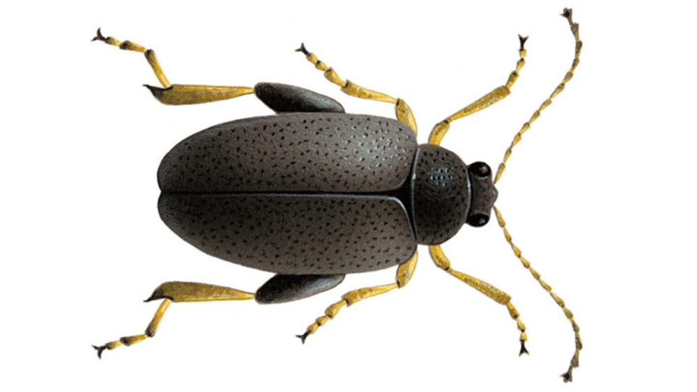 Grosse altise - Agricultural Solutions