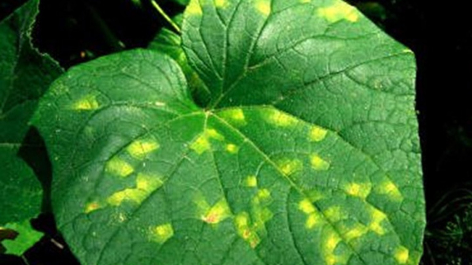 Mildiou - Agricultural Solutions