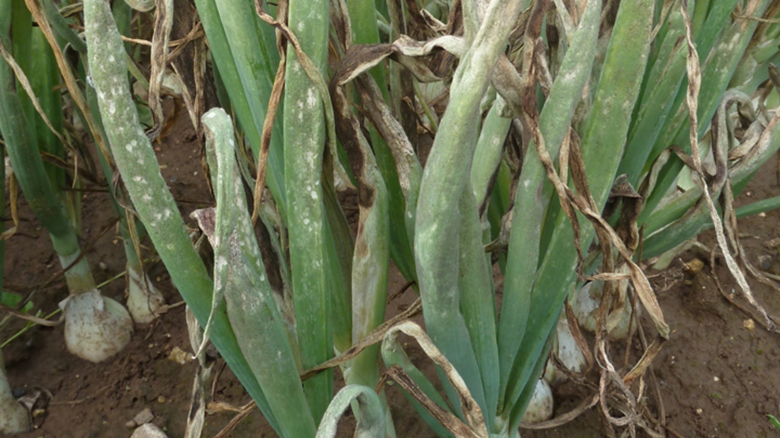 Mildiou de l'oignon - Agricultural Solutions