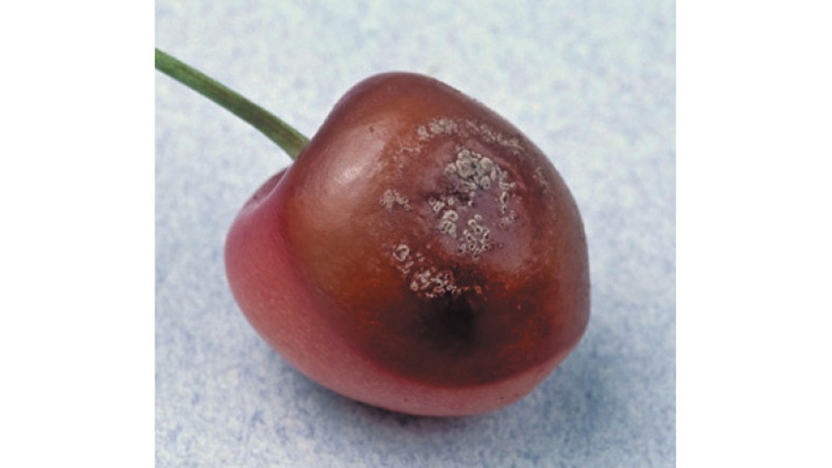 Monilia sur fruits - Agricultural Solutions