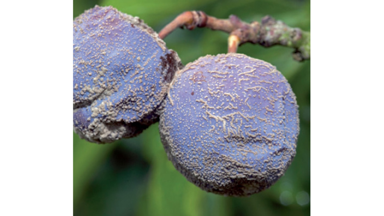 Monilia sur fruits - Agricultural Solutions