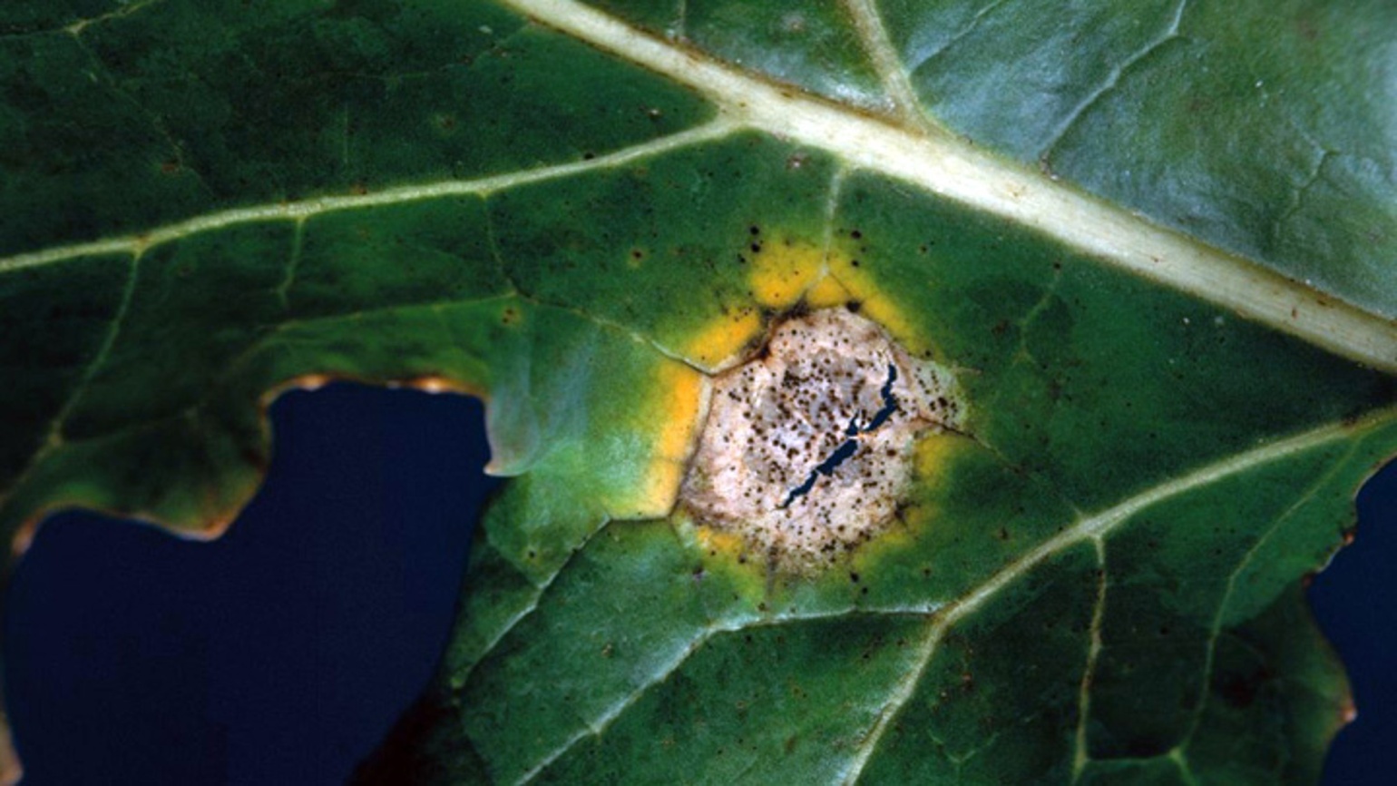 Phoma - Agricultural Solutions