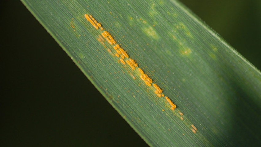 Rouille jaune - Agricultural Solutions