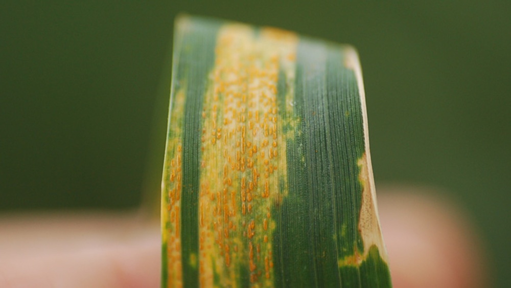 Rouille jaune - Agricultural Solutions