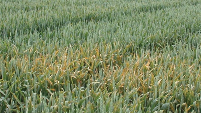 Rouille jaune - Agricultural Solutions