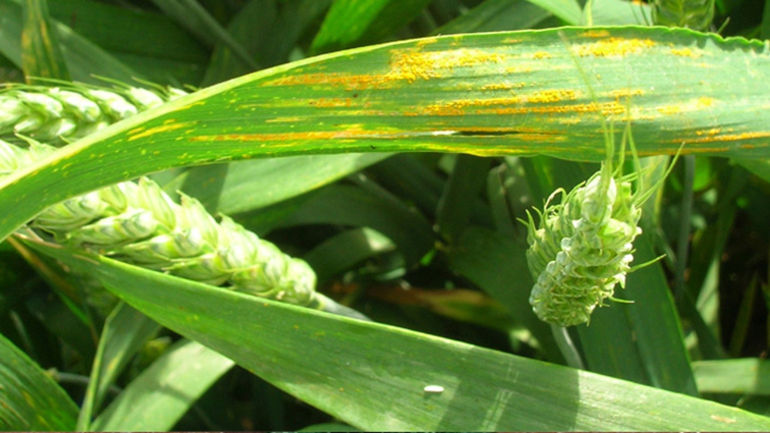Rouille jaune - Agricultural Solutions