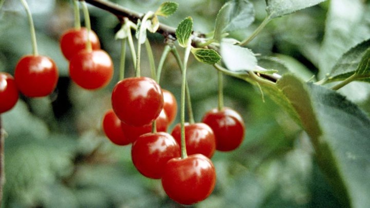 Cerise - Agricultural Solutions