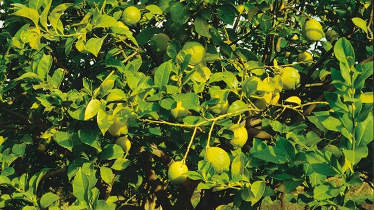 Citron vert - Agricultural Solutions
