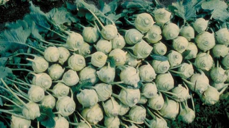 Chou-rave - Agricultural Solutions