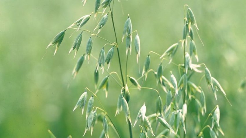 Avoine d'hiver - Agricultural Solutions