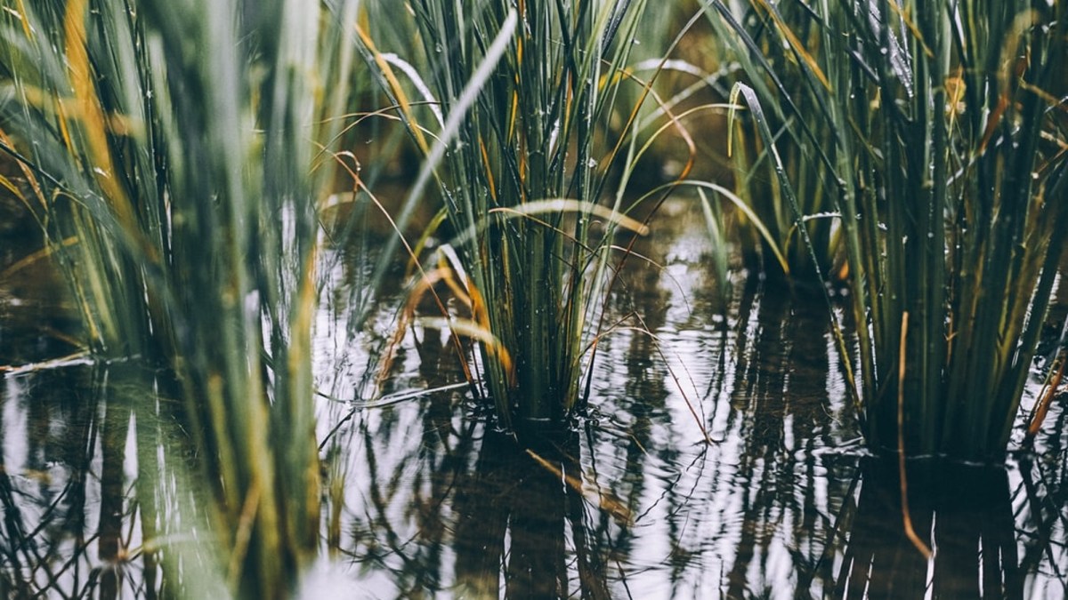 Riz Clearfield - Agricultural Solutions