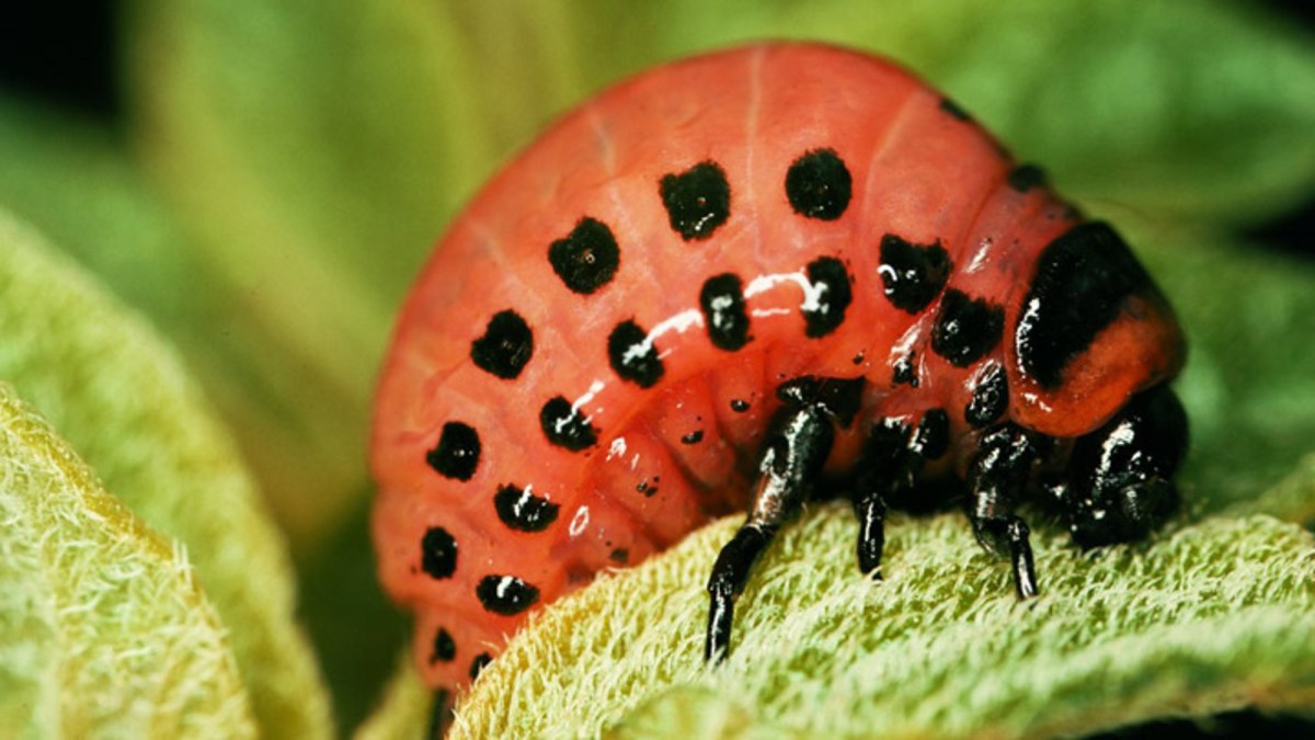 Doryphores - Agricultural Solutions