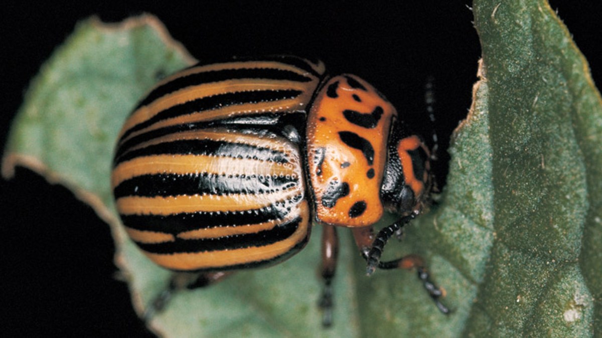 Doryphores - Agricultural Solutions