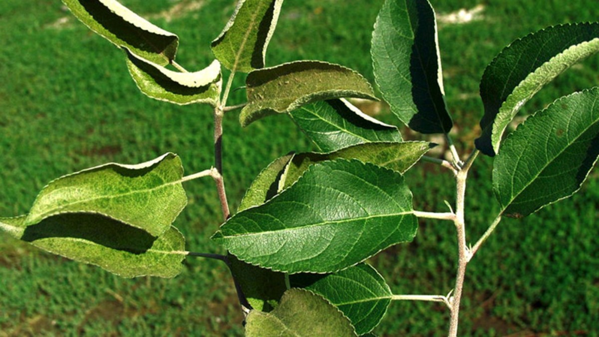 Acariens rouges - Agricultural Solutions