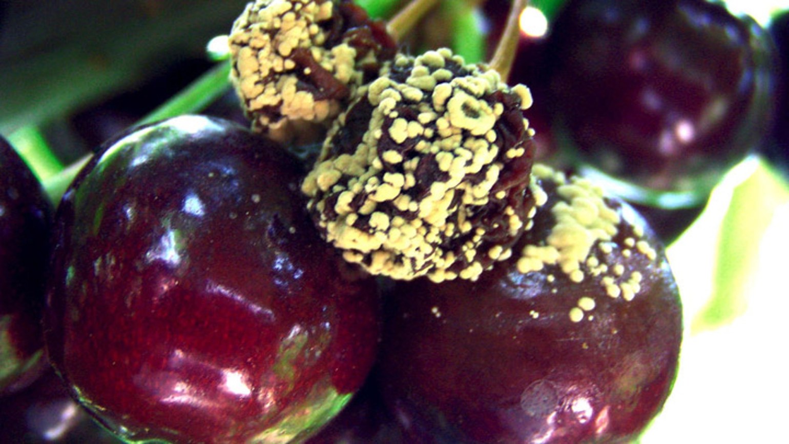 Monilia sur fleurs et rameaux - Agricultural Solutions