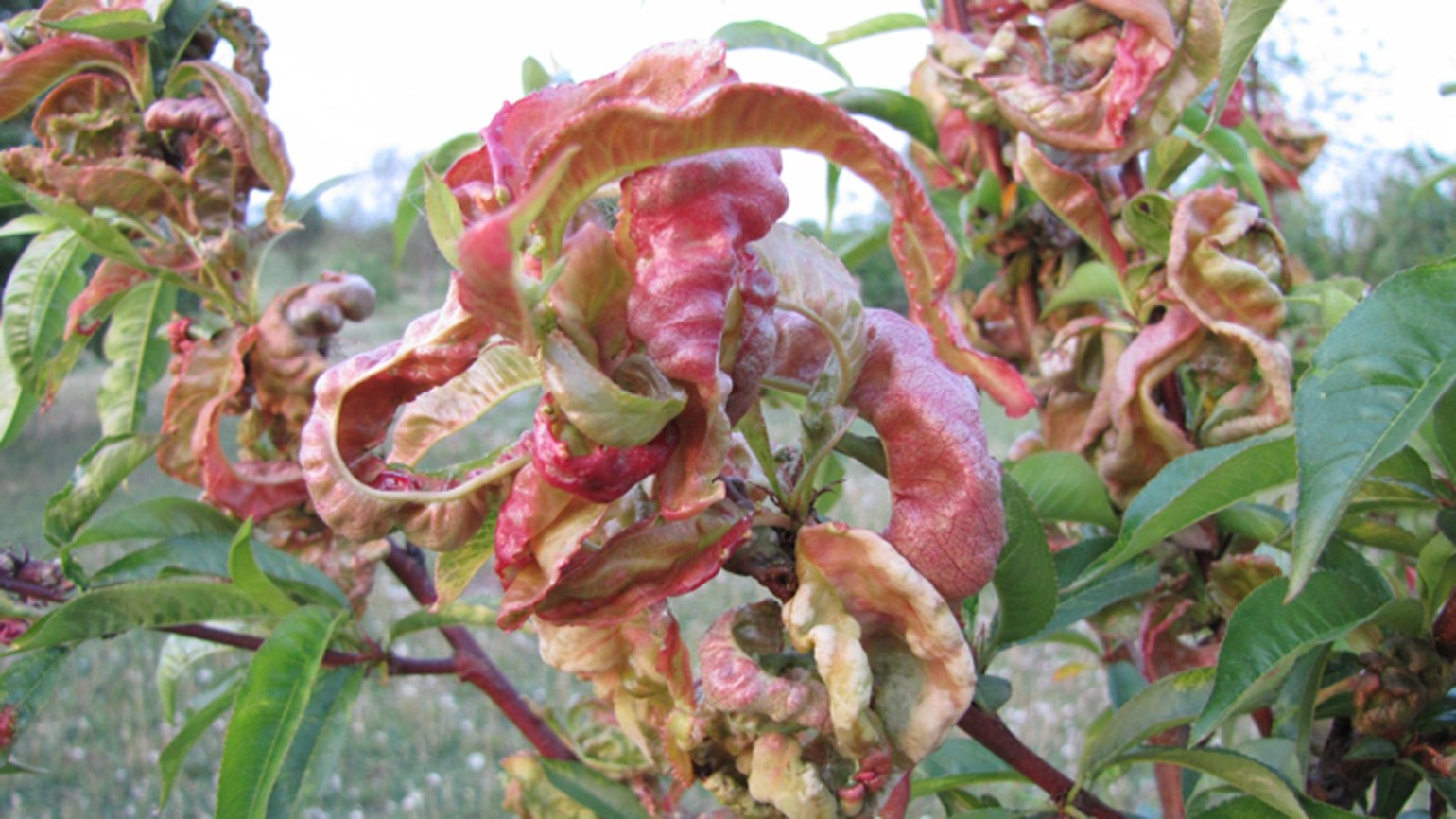 Cloque - Agricultural Solutions