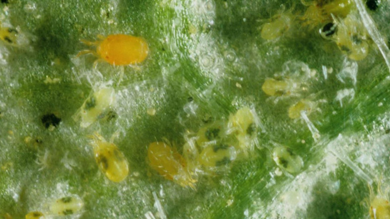 Acariens (T. urticae) - Agricultural Solutions